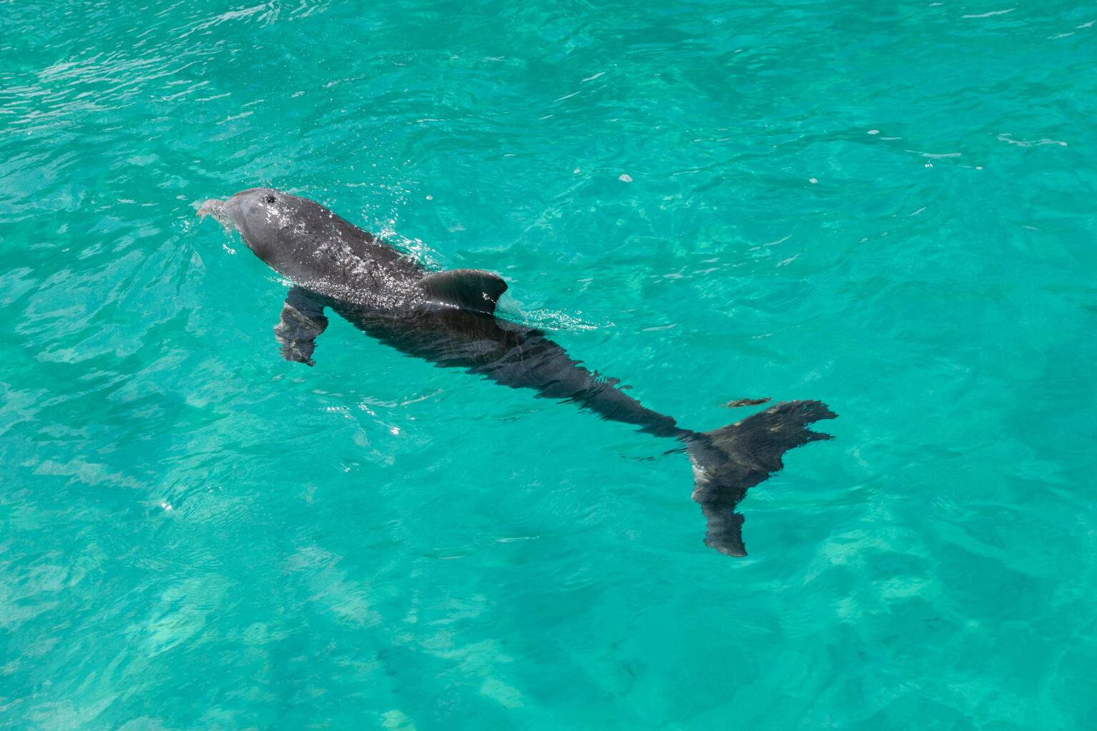 Dolphin & Sunset Cruise - Visit Crab Island